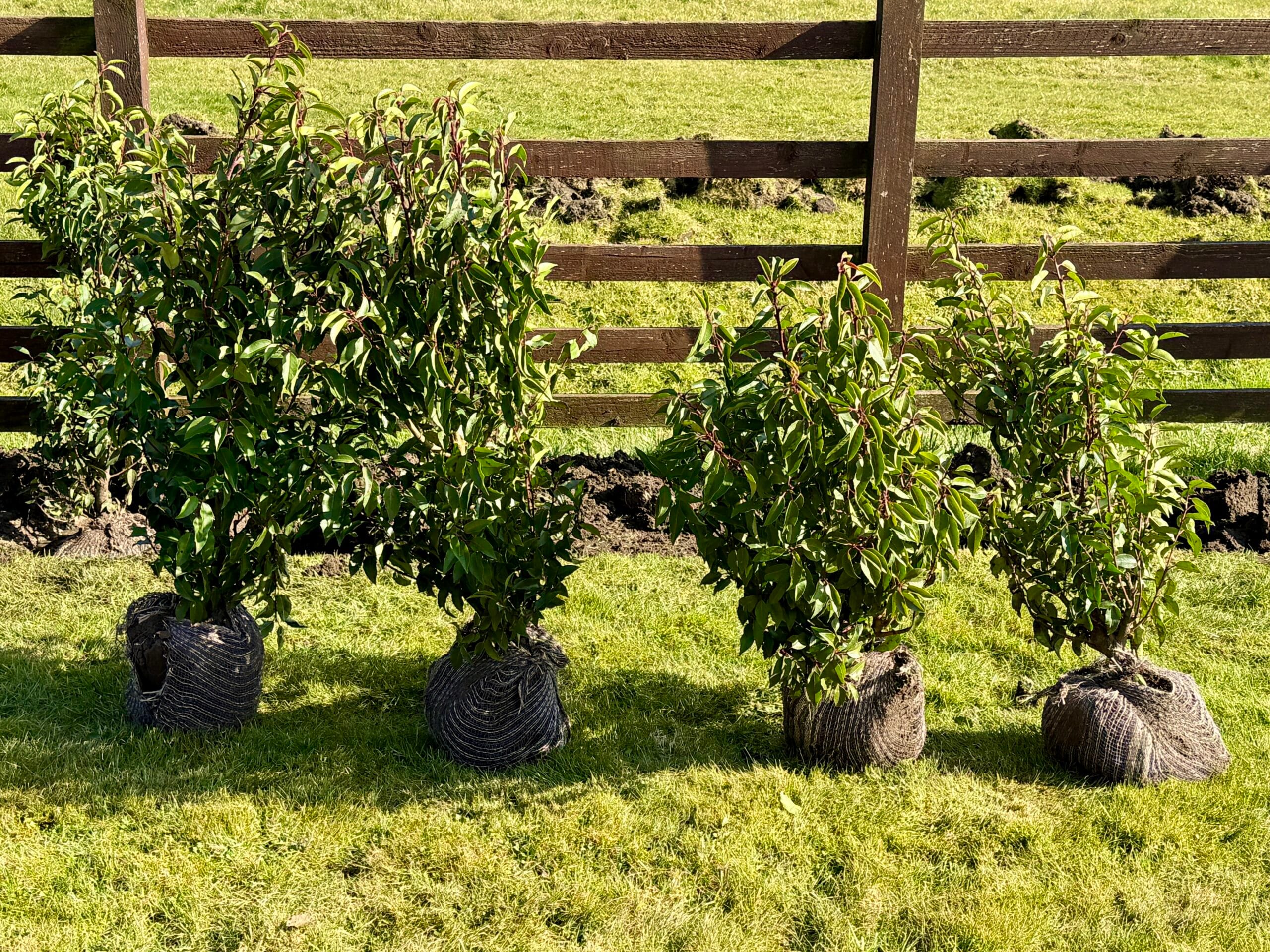 Hedge Installation - Clives Gardening Services